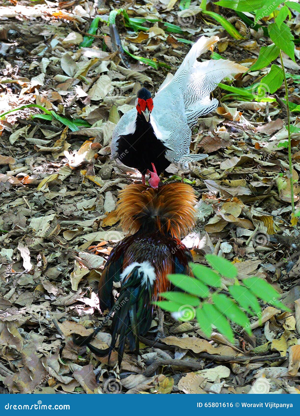 Chicken fight stock photo. Image of confrontation, chicken - 65801616