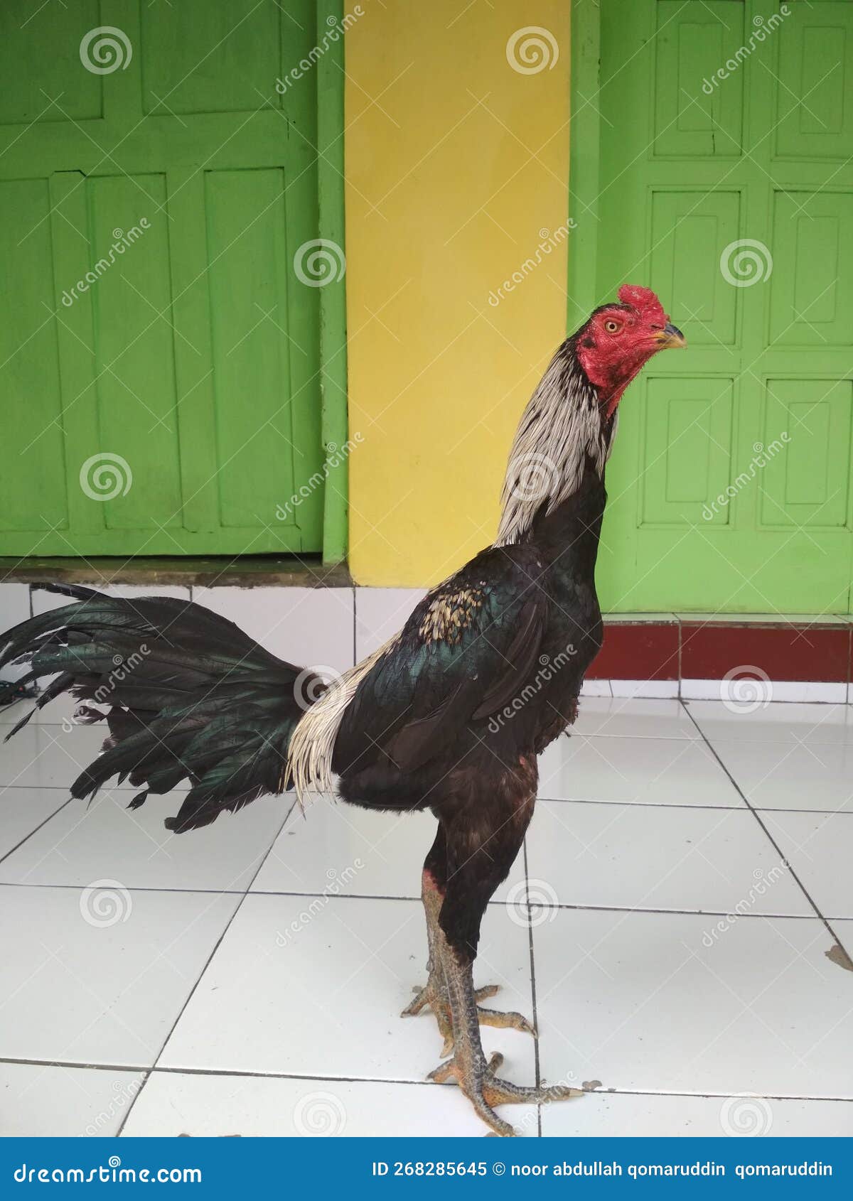 The chicken fighter stock image. Image of fighter, beak - 268285645