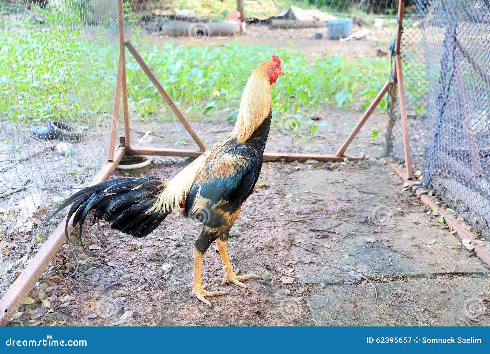 The chicken fighting stock image. Image of farm, beauty - 62395657