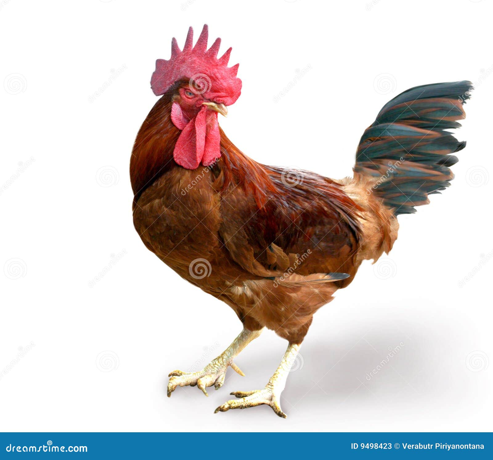 Chicken Fighting Farm stock image. Image of chicken, asis - 9498423