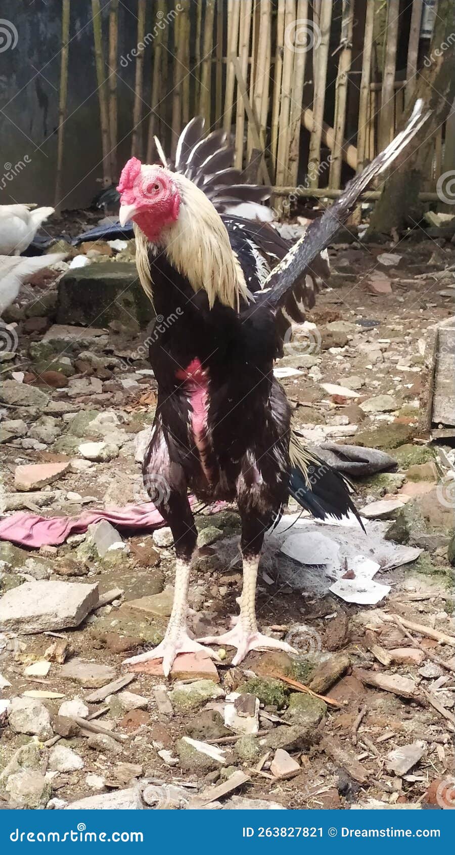 A Chicken is Flapping Its Wings Stock Image - Image of waterbird ...