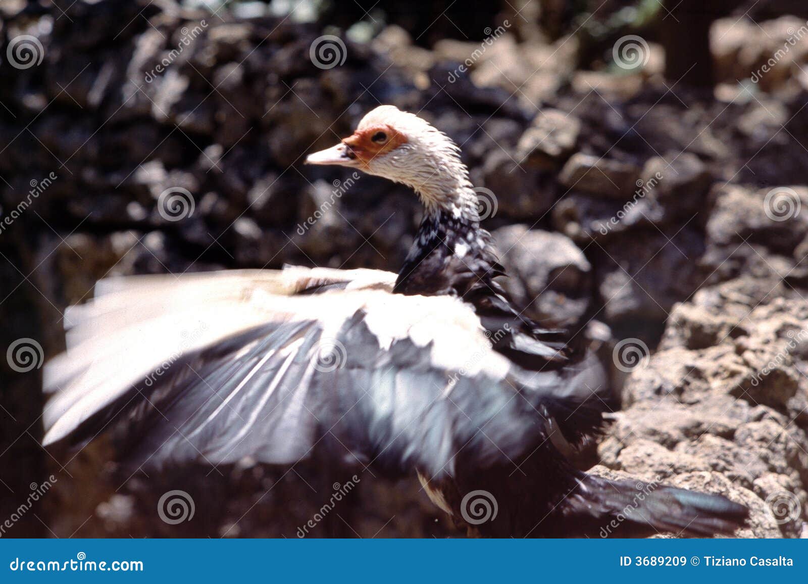 Chicken flapping wings stock image. Image of plumage, view - 3689209
