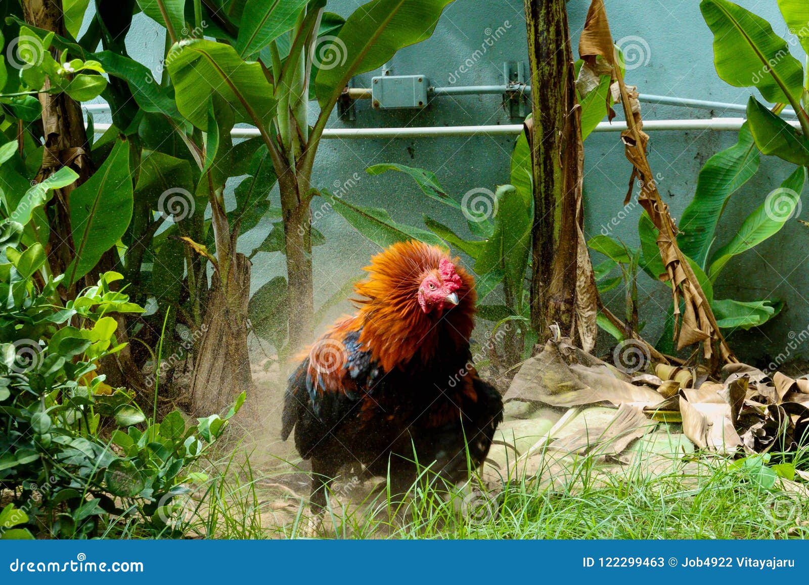 Chicken Flick in the Garden Stock Image - Image of valentine, macro ...