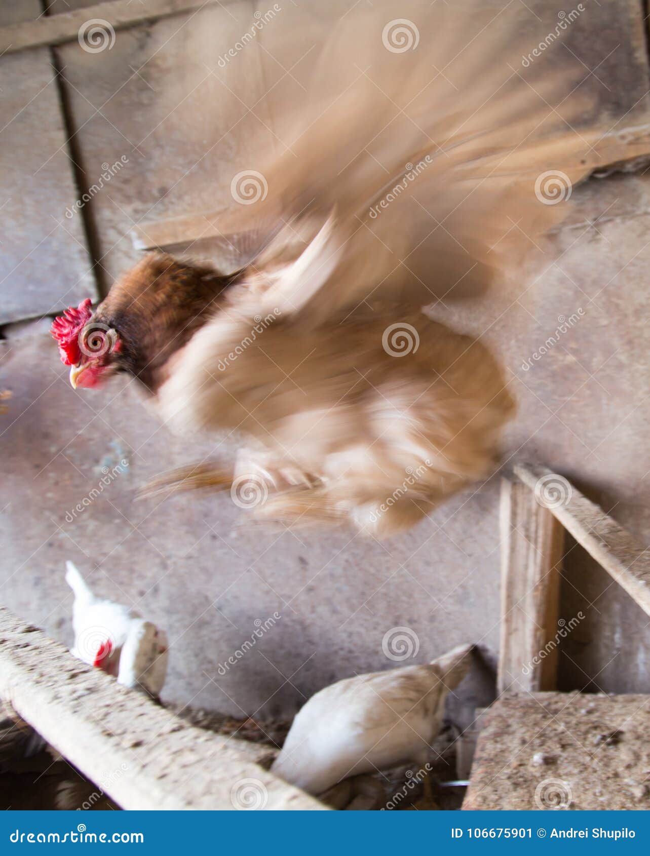 Chicken in flight stock image. Image of frame, food - 106675901