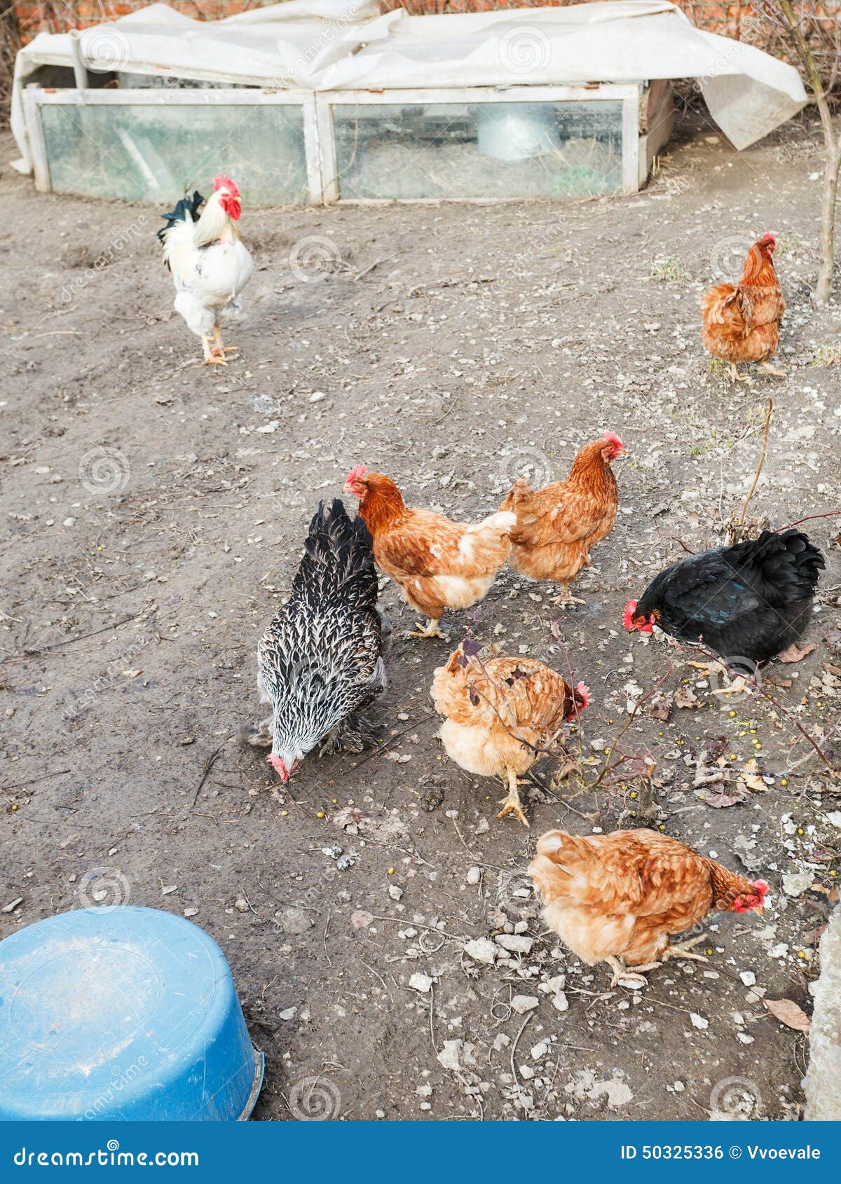 Chicken Flock on Poultry Yard Stock Photo - Image of henyard, rural ...