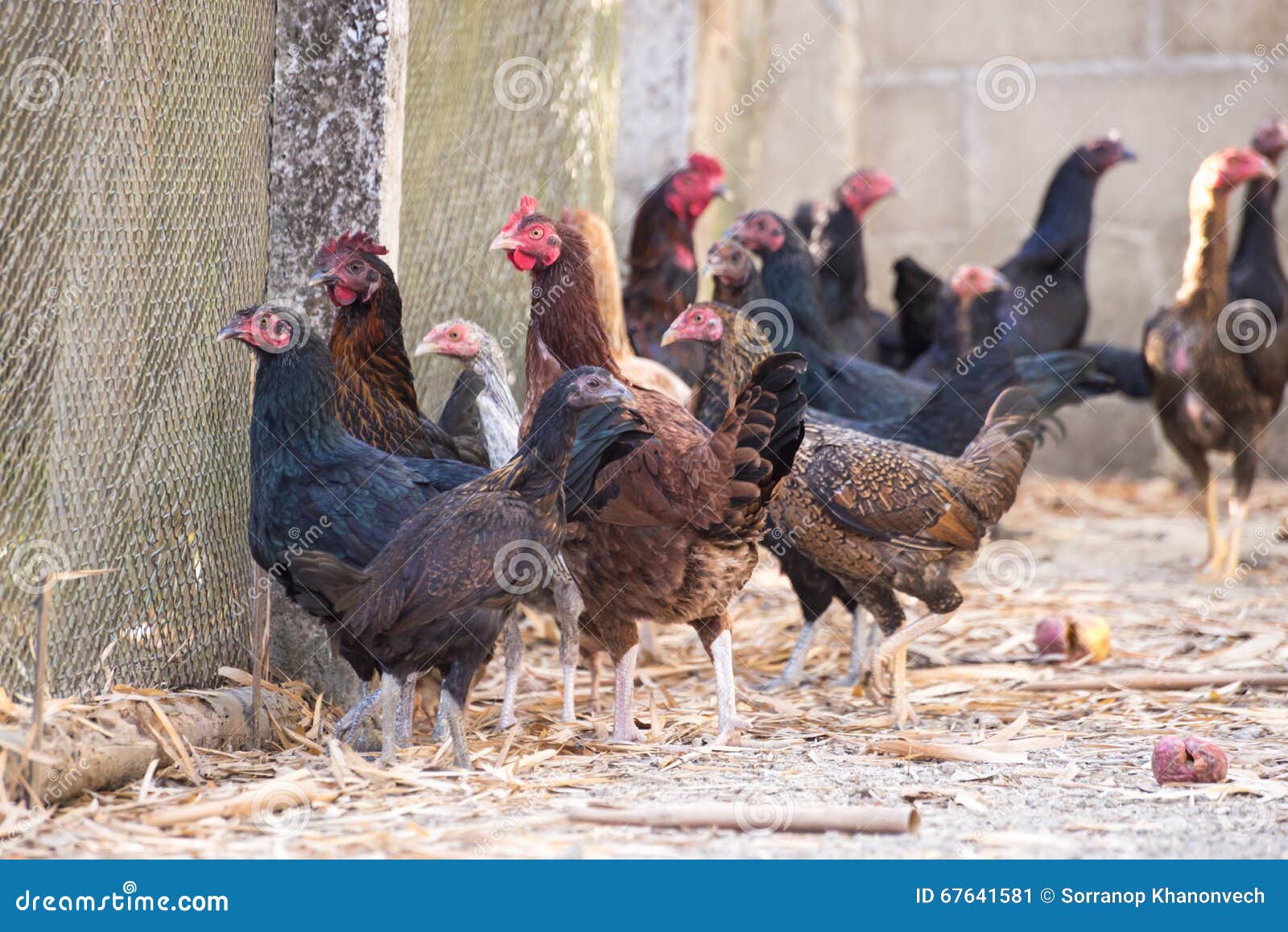 Chicken flocks stock image. Image of live, poultry, alive - 67641581