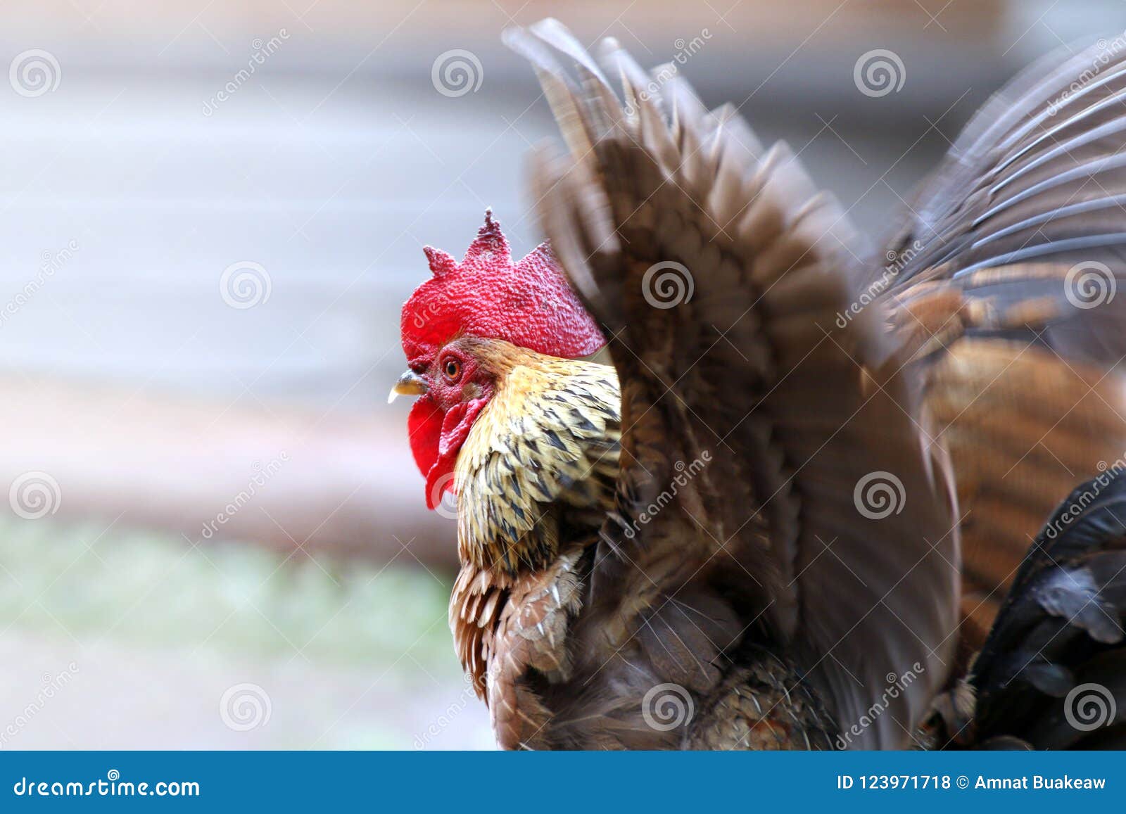Chicken Flutter Wing Selective Focus, Chicken, Hen Stock Photo - Image ...