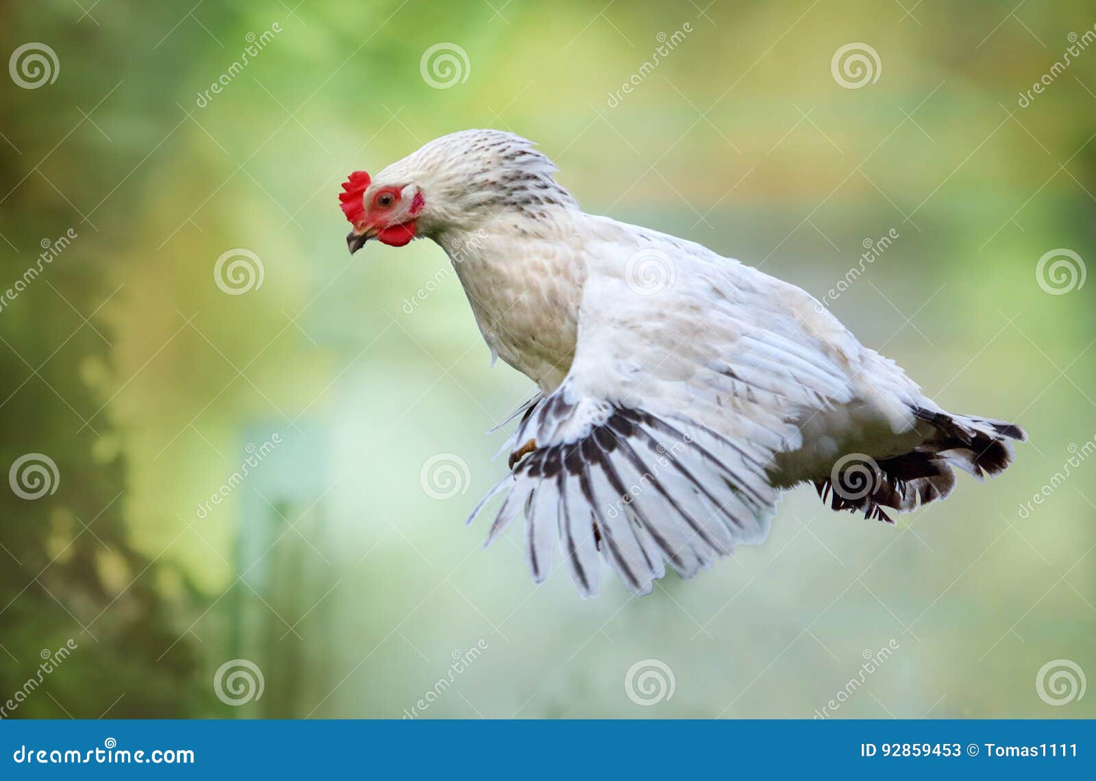 Chicken Flying in Nature, Hen Stock Image - Image of food, nature: 92859453