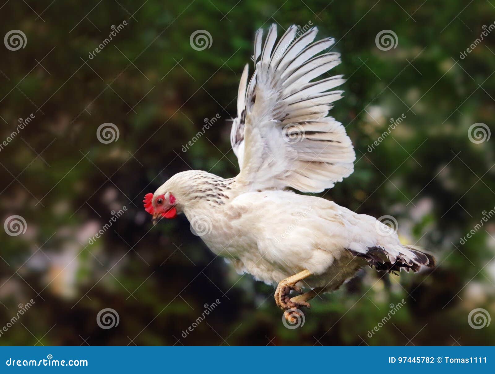 Chicken Flying in Nature, Hen Stock Photo - Image of bird, natural ...