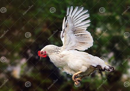 Chicken Flying in Nature, Hen Stock Photo - Image of bird, natural ...
