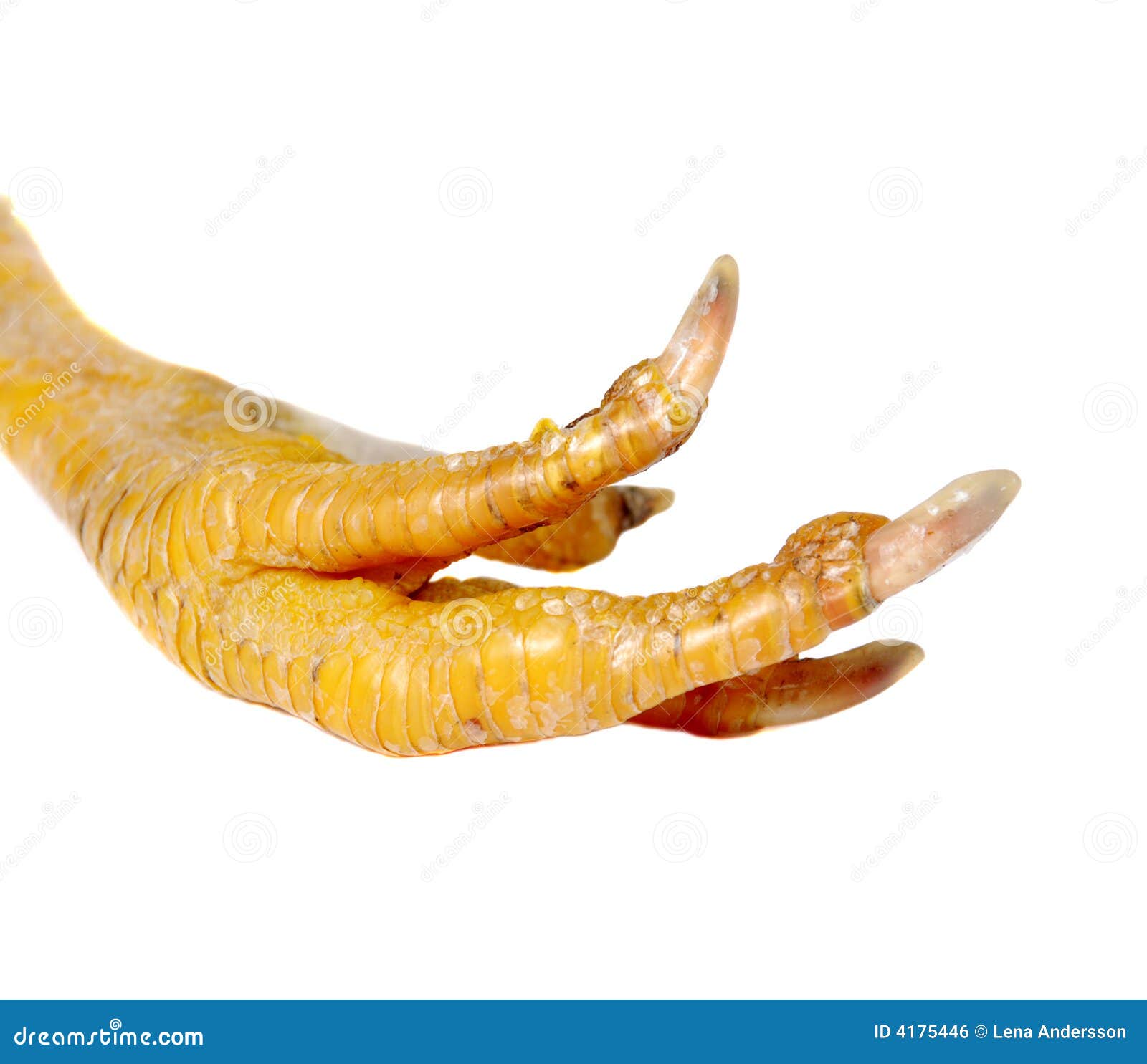 Raw Chicken Foot, Knife, Roots And Ampoules With Elixirs For Occult ...