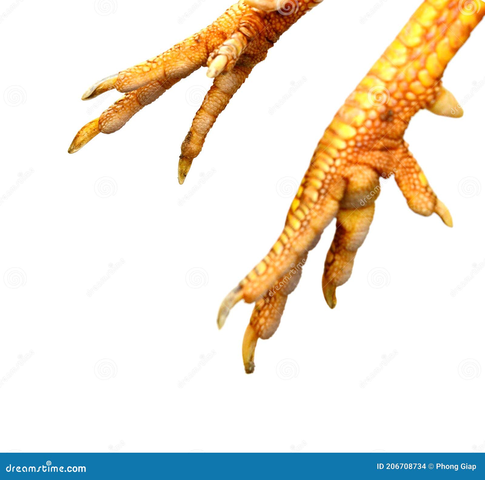 Chicken foot stock photo. Image of yellow, close, isolated - 206708734