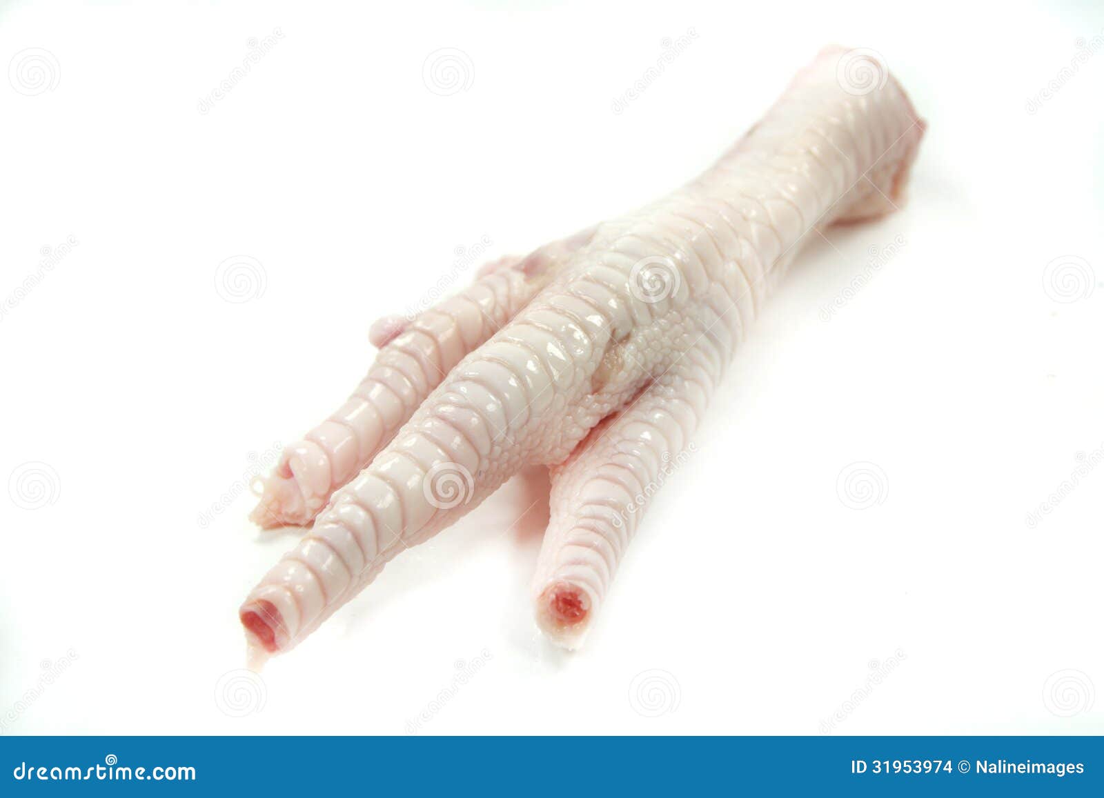 Chicken foot stock photo. Image of foot, toes, chicken - 31953974