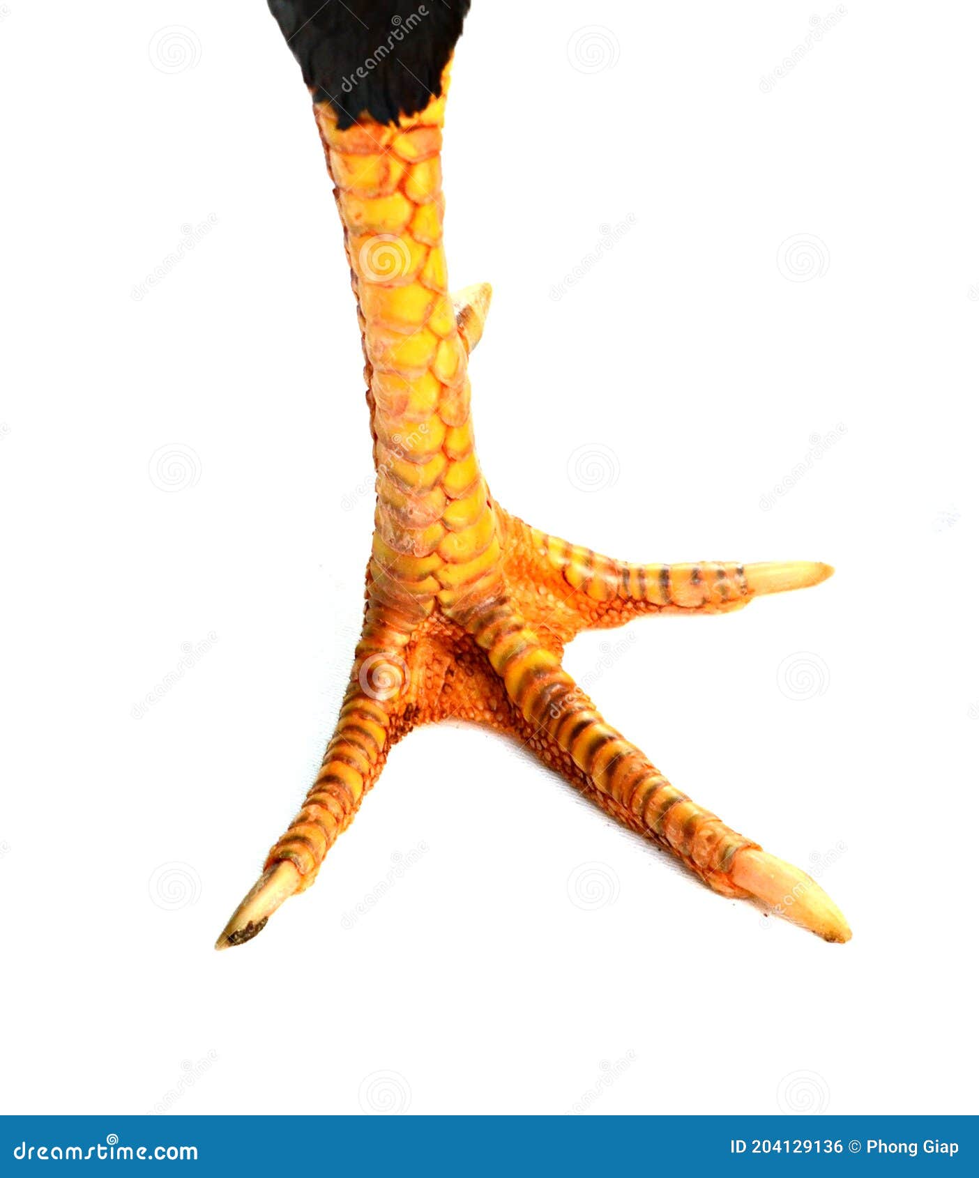 Chicken foot. stock photo. Image of claw, foot, pattern - 204129136