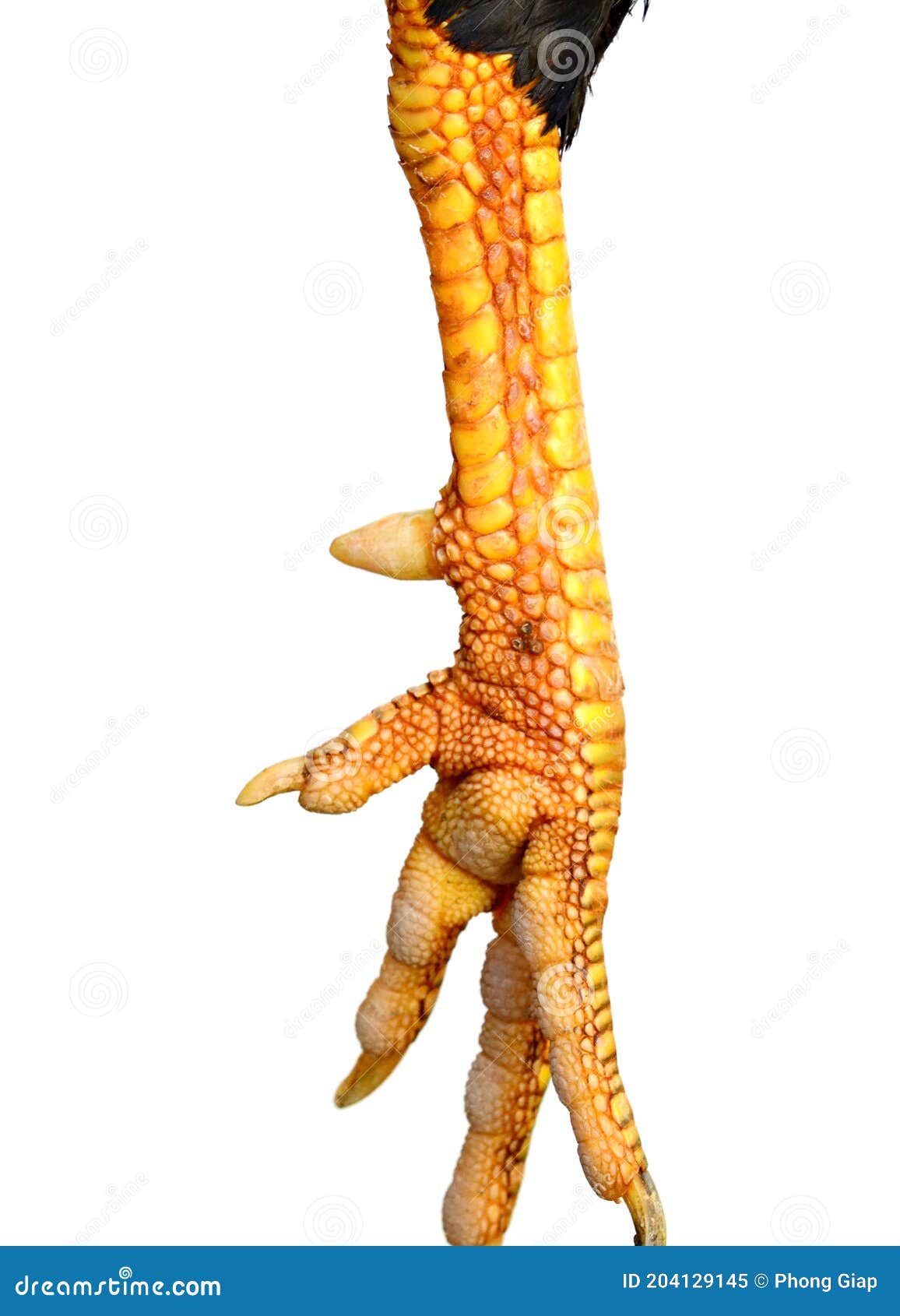 Chicken foot. stock image. Image of claw, yellow, pattern - 204129145