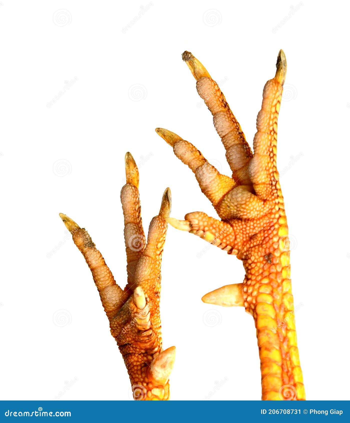 Chicken foot stock image. Image of chicken, nail, close - 206708731