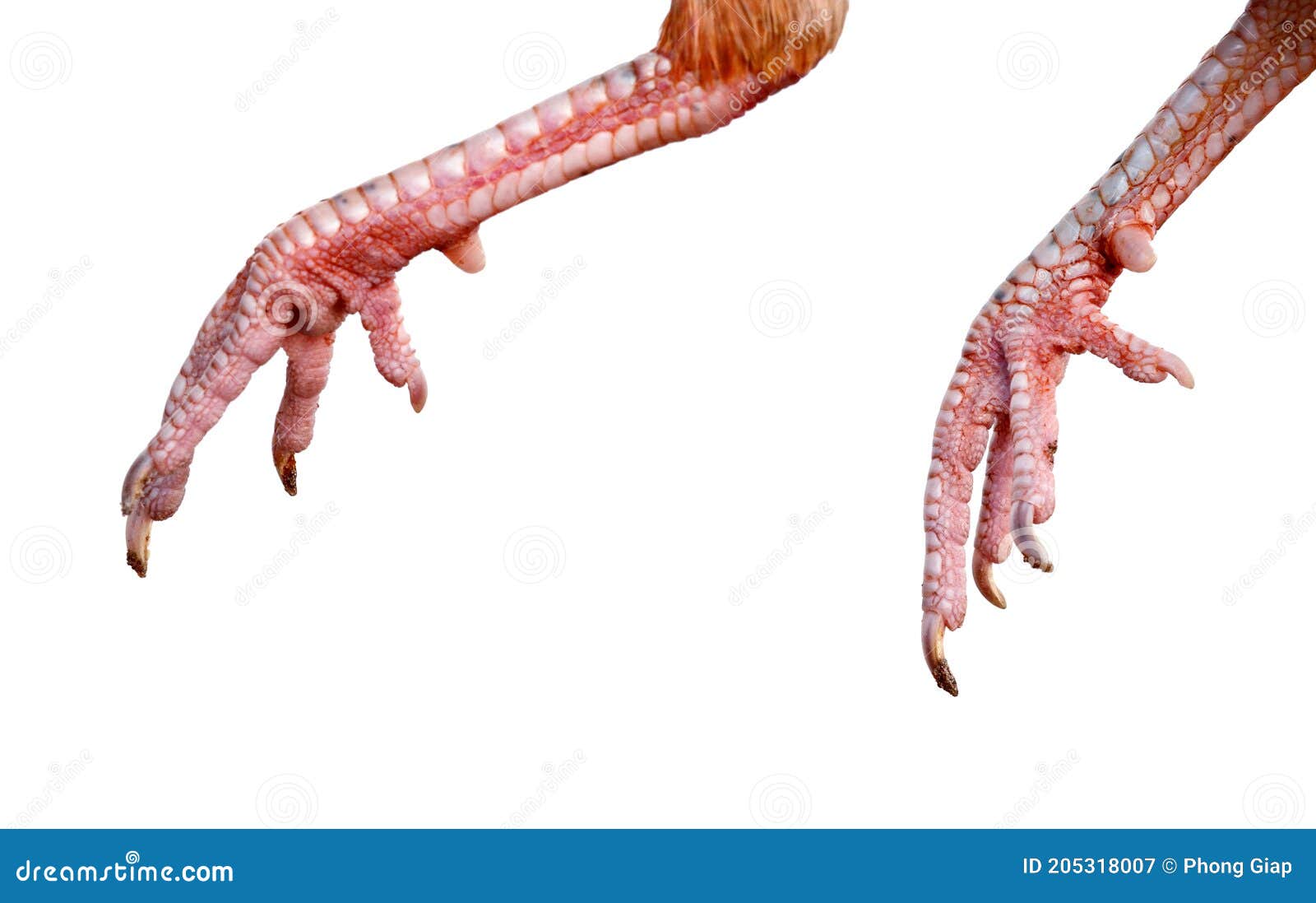 Chicken foot stock image. Image of feet, background - 205318007