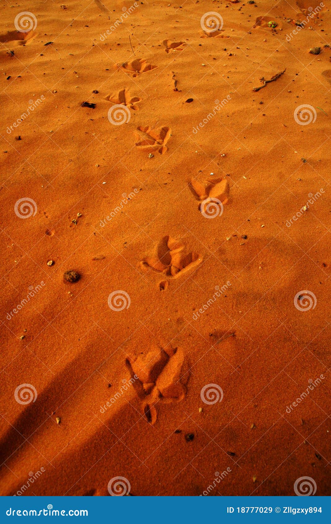Chicken Footprint Royalty Free Stock Images - Image: 18777029