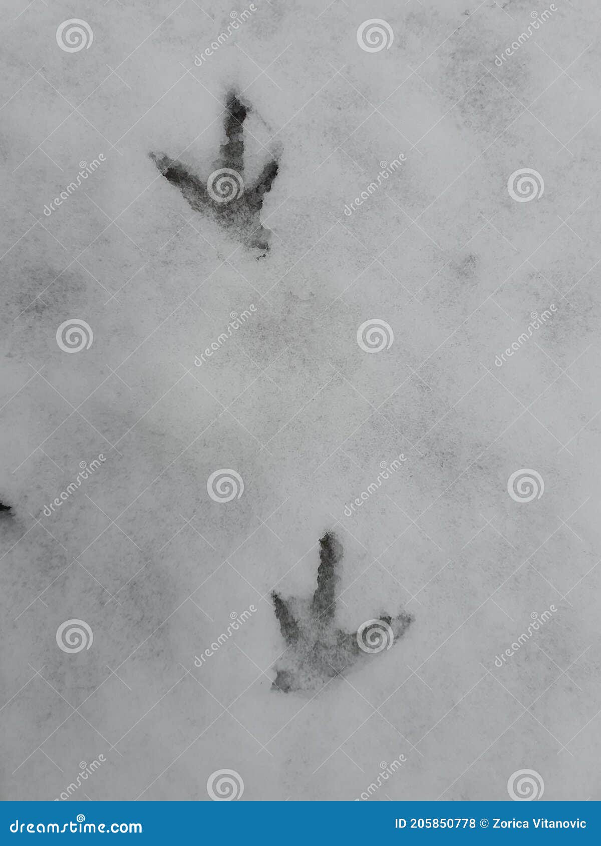 258 Chicken Footprint Stock Photos - Free & Royalty-Free Stock Photos ...