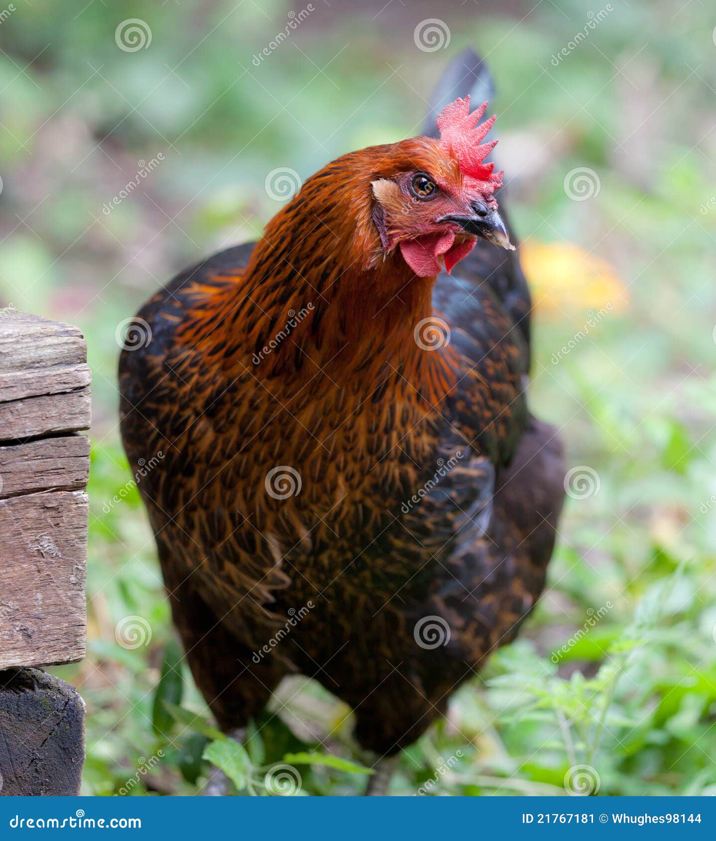 Chicken foraging stock image. Image of beak, food, poultry - 21767181