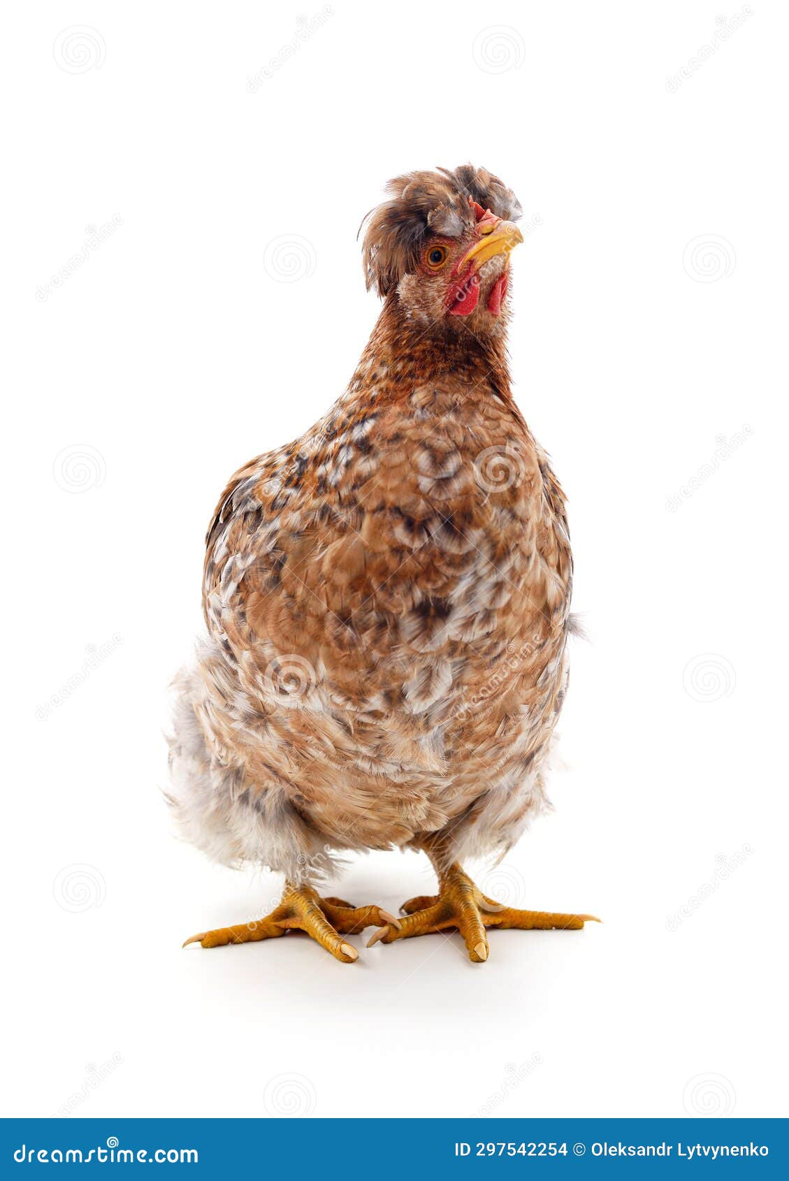 Chicken with forelock stock photo. Image of concept - 297542254