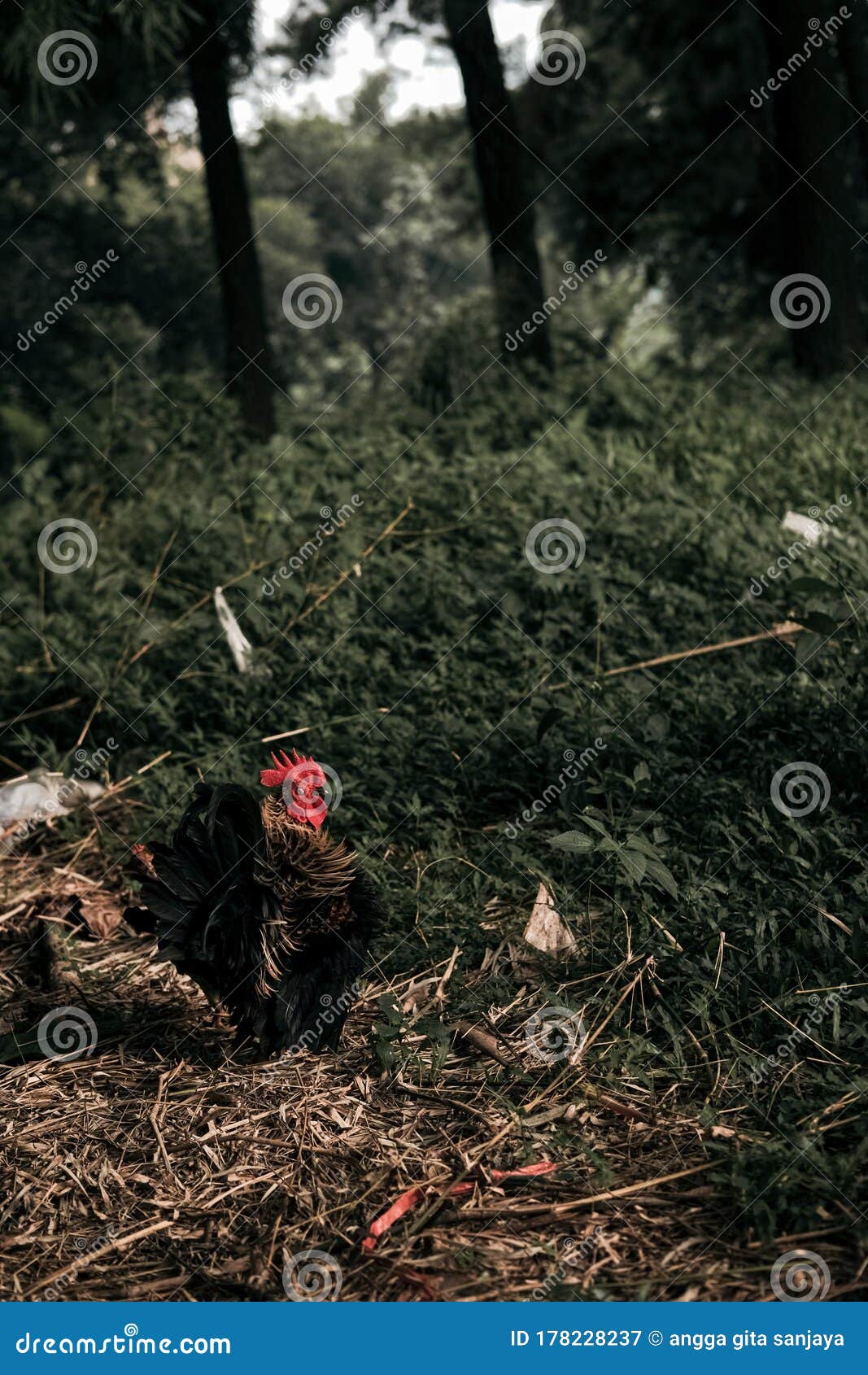 Chicken in the forest stock image. Image of tree, garden - 178228237