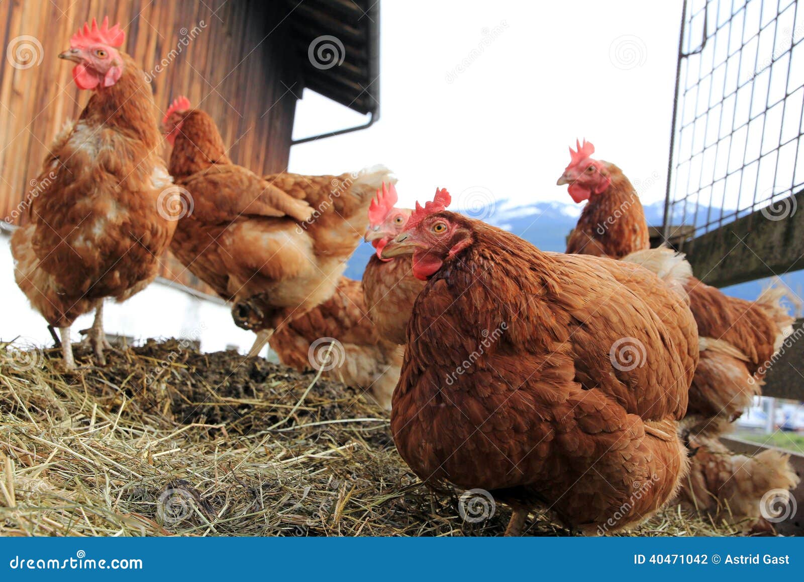 484 Running Chickens Stock Photos - Free & Royalty-Free Stock Photos ...