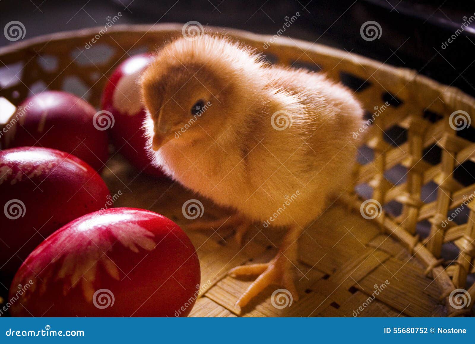 Chicken stock photo. Image of domesticated, seeds, fowl - 55680752