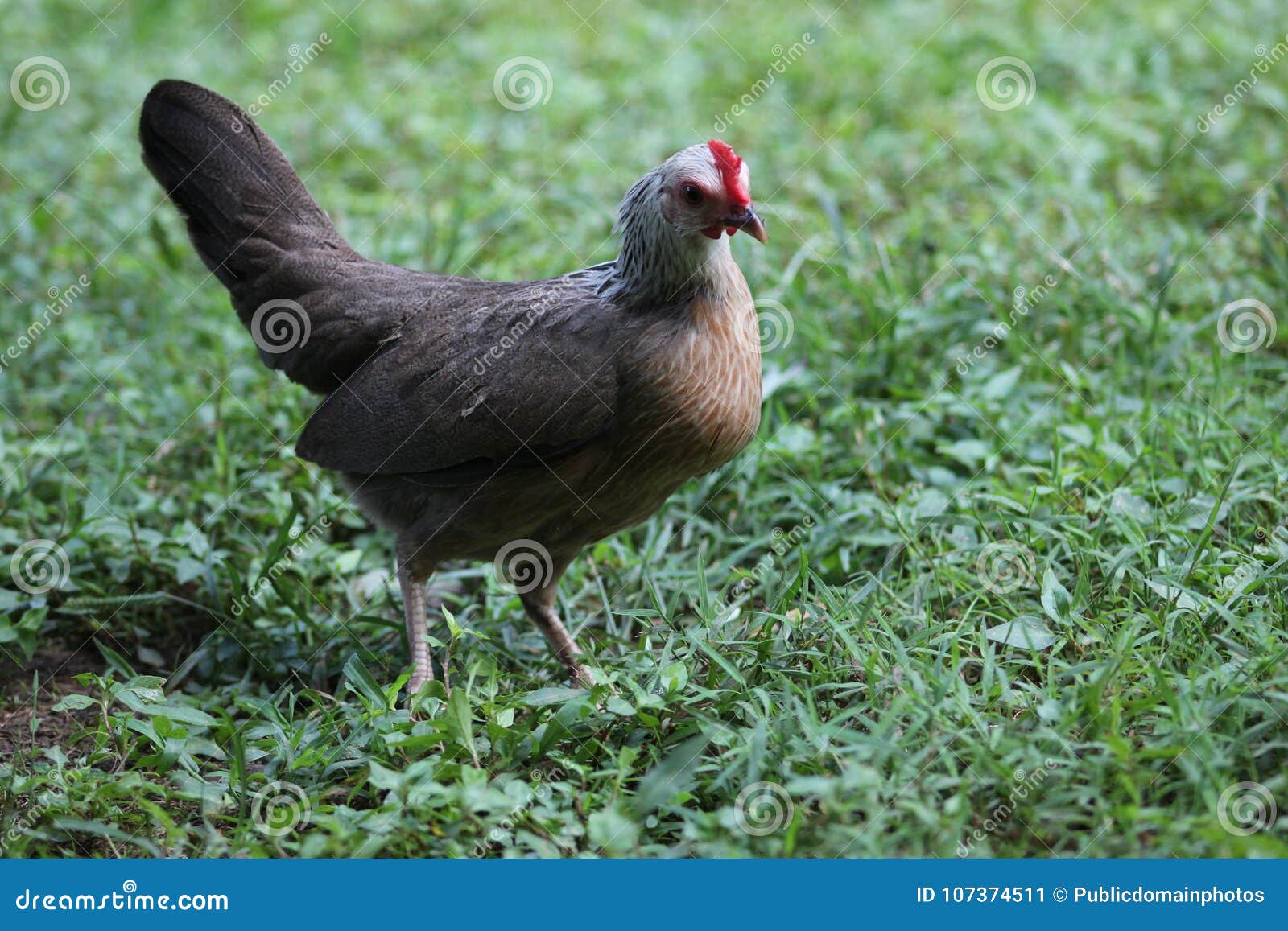 Chicken, Galliformes, Bird, Beak Picture. Image: 107374511