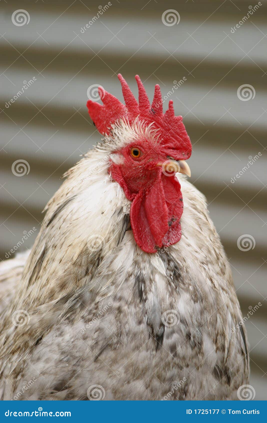 Chicken (Gallus Gallus Domesticus) Stock Image - Image of domestic ...