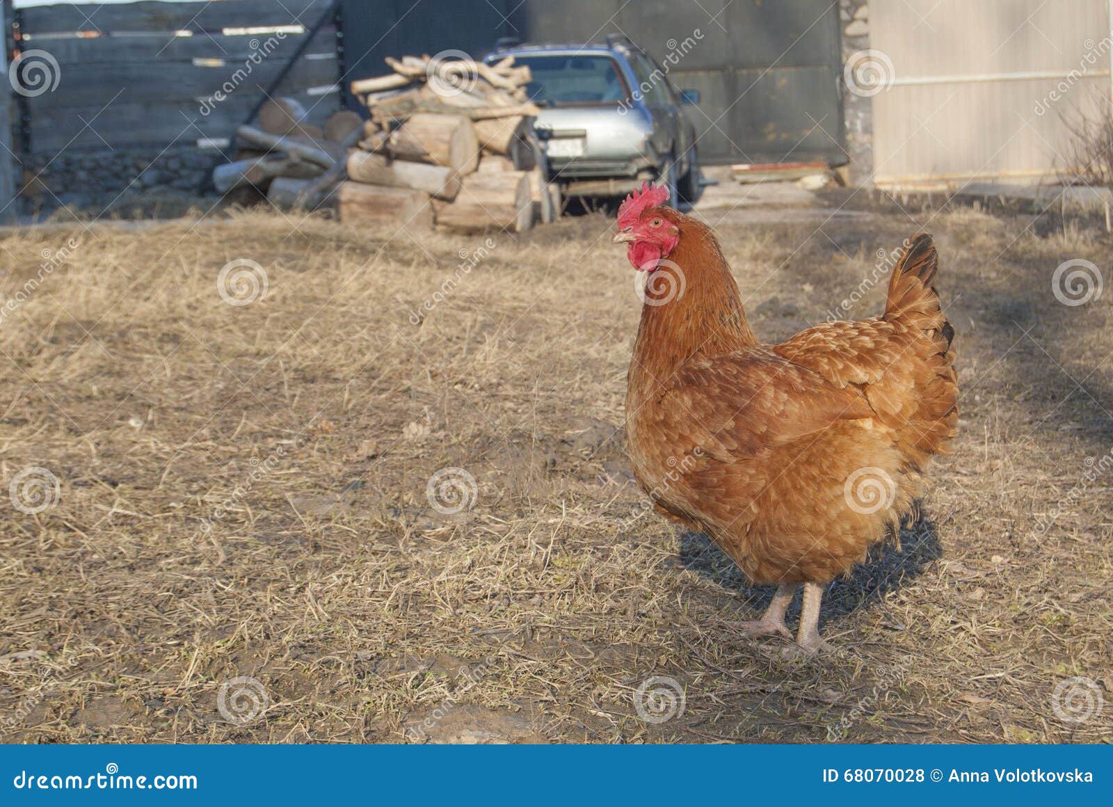 Chicken in Garden. Early Spring Stock Photo - Image of bird, early ...