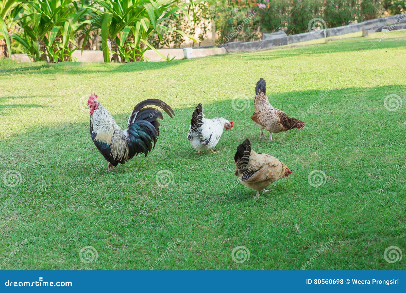Chicken in the garden stock photo. Image of female, livestock - 80560698