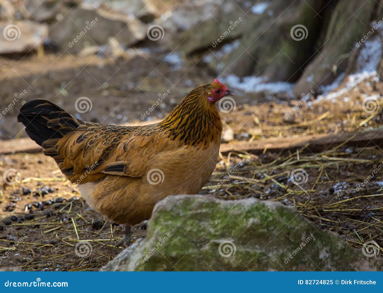 A Chicken at a German Deer Park in Summer Stock Image - Image of avian ...