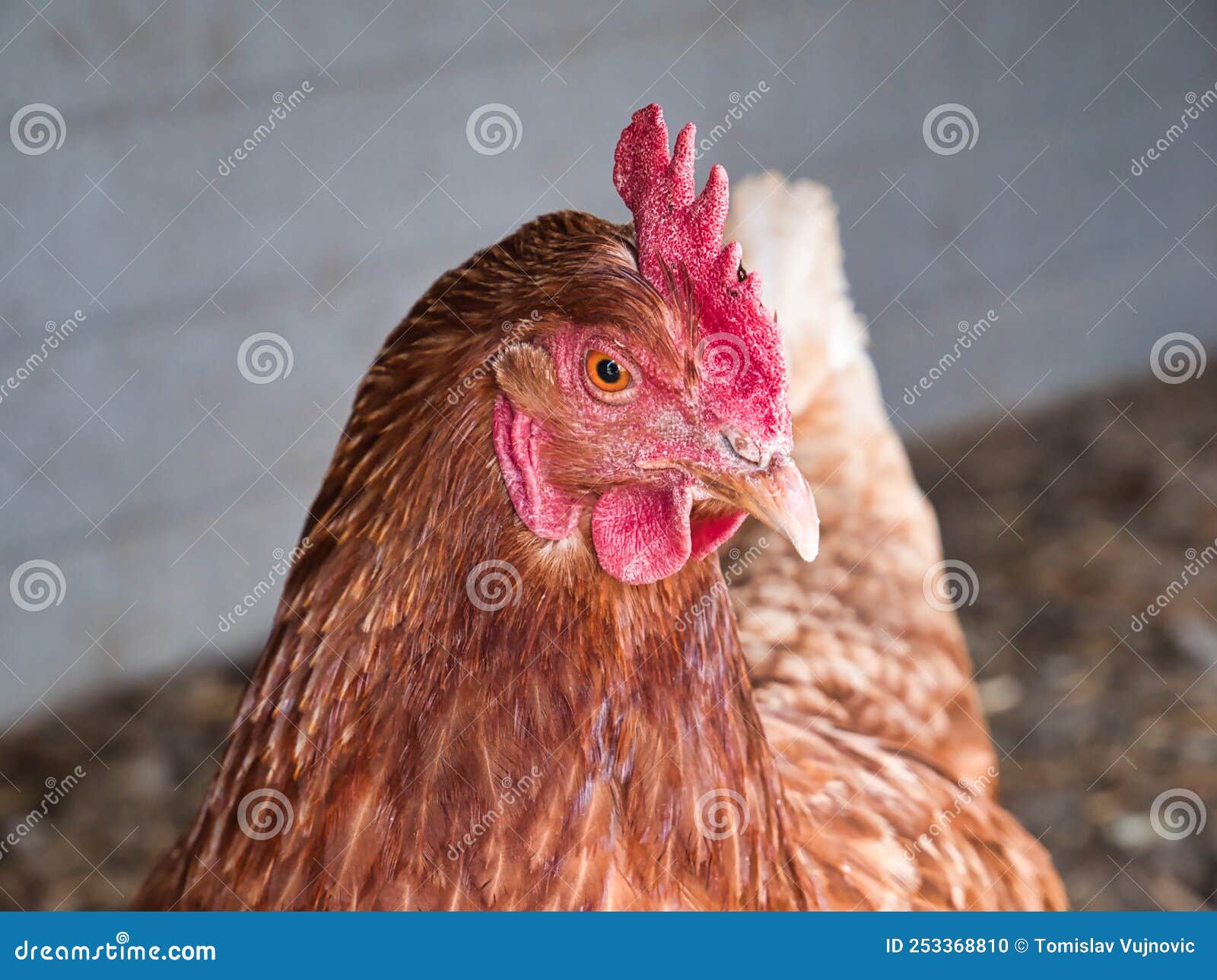 Chicken glancing at camera stock photo. Image of poultry - 253368810
