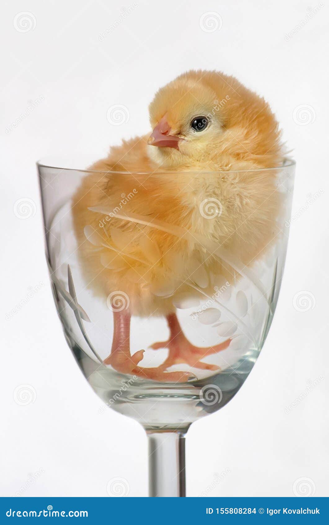 Chicken stock photo. Image of excess, small, animal - 155808284