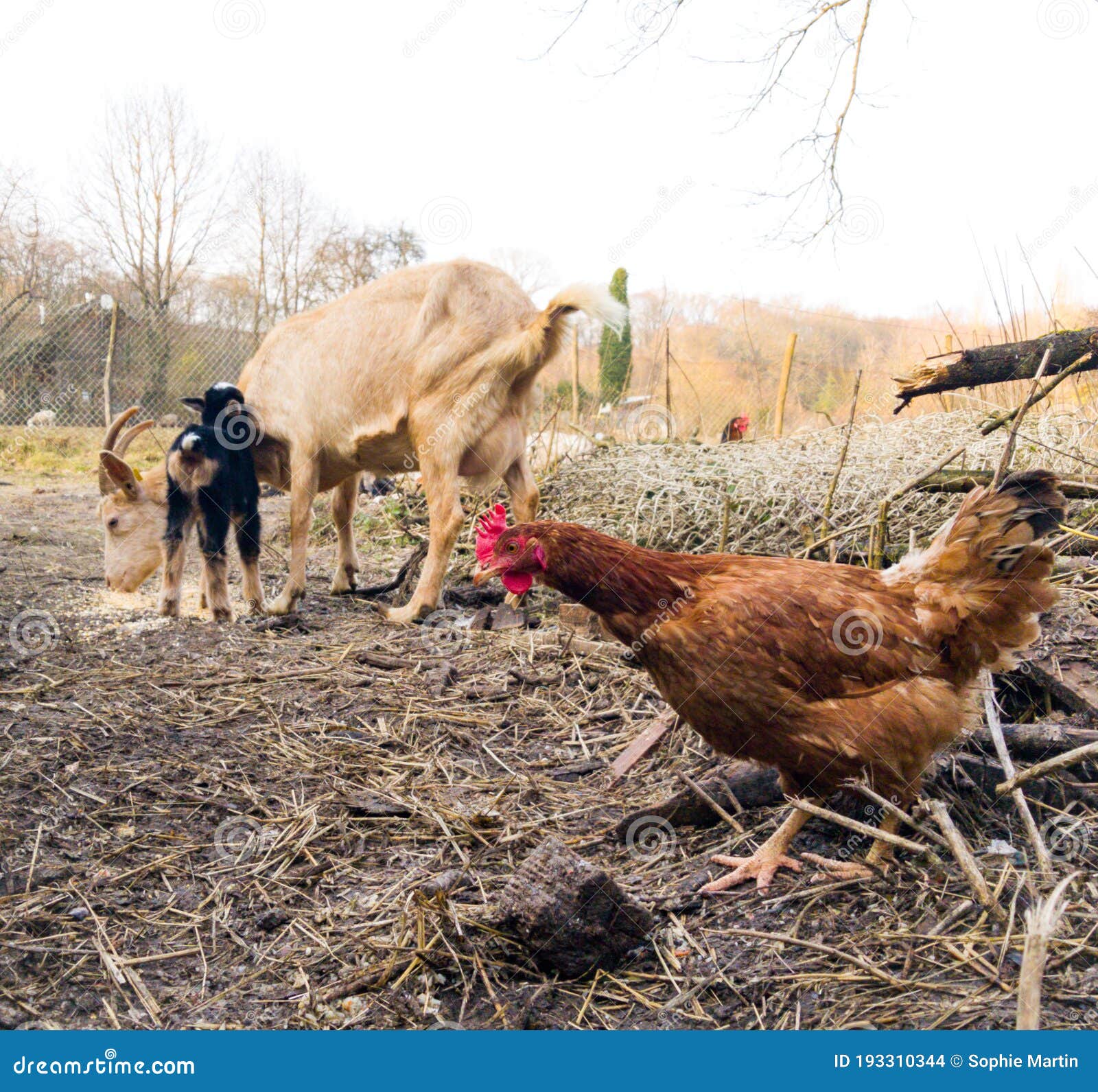 Chicken and goats stock photo. Image of waterbird, wildlife - 193310344