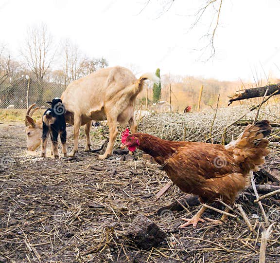 Chicken and goats stock photo. Image of waterbird, wildlife - 193310344