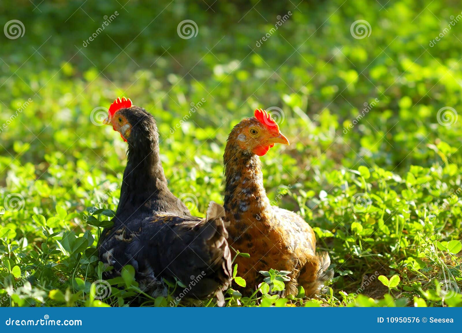 Chicken on grass stock photo. Image of chick, brown, bird - 10950576