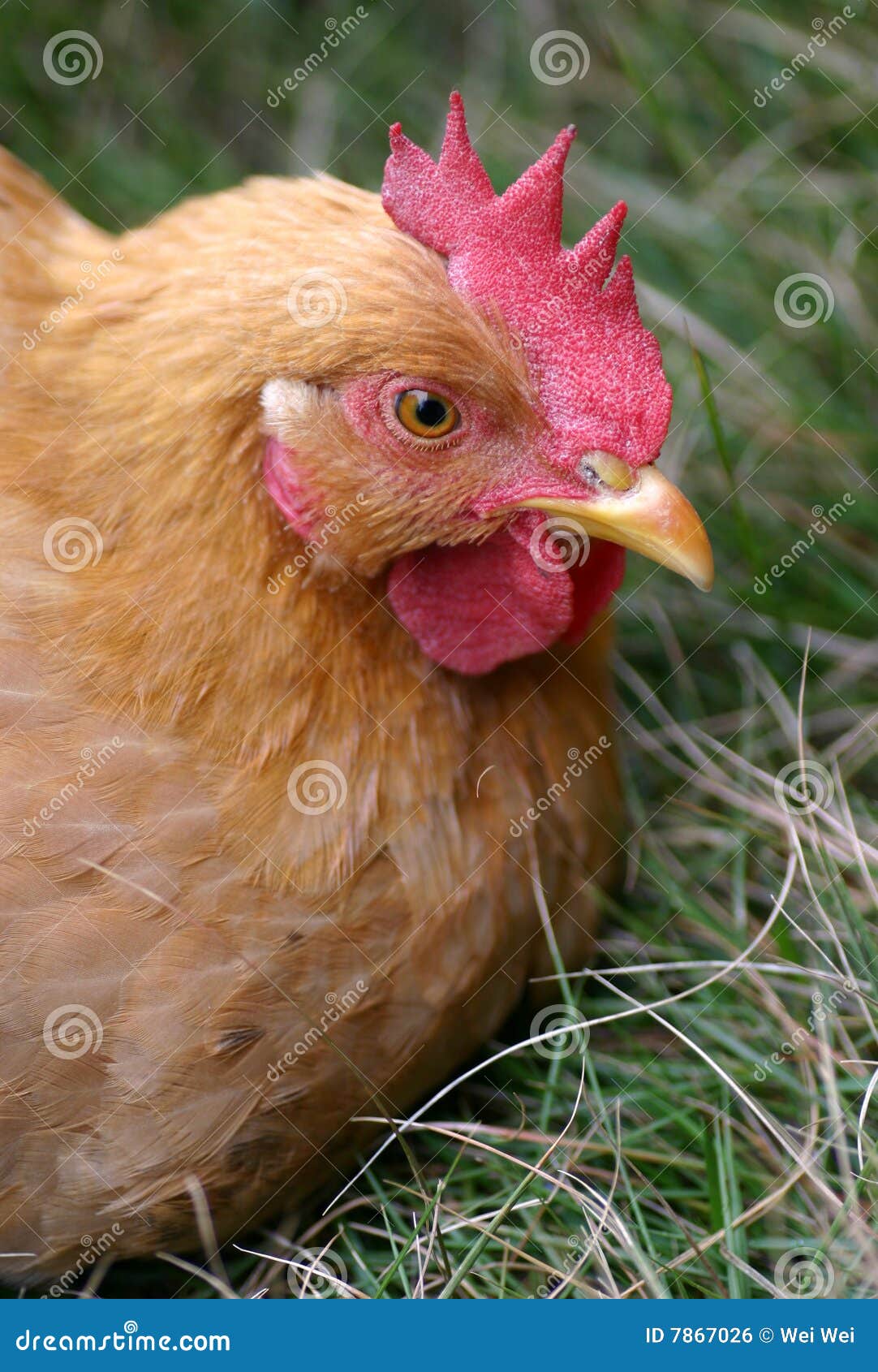 Chicken in the grass stock photo. Image of avarian, birds - 7867026