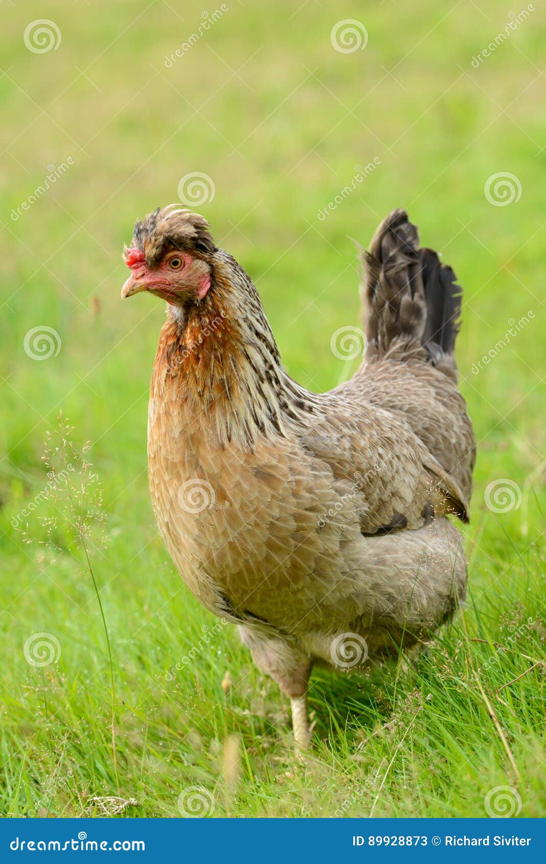Chicken in grass stock image. Image of poultry, brown - 89928873