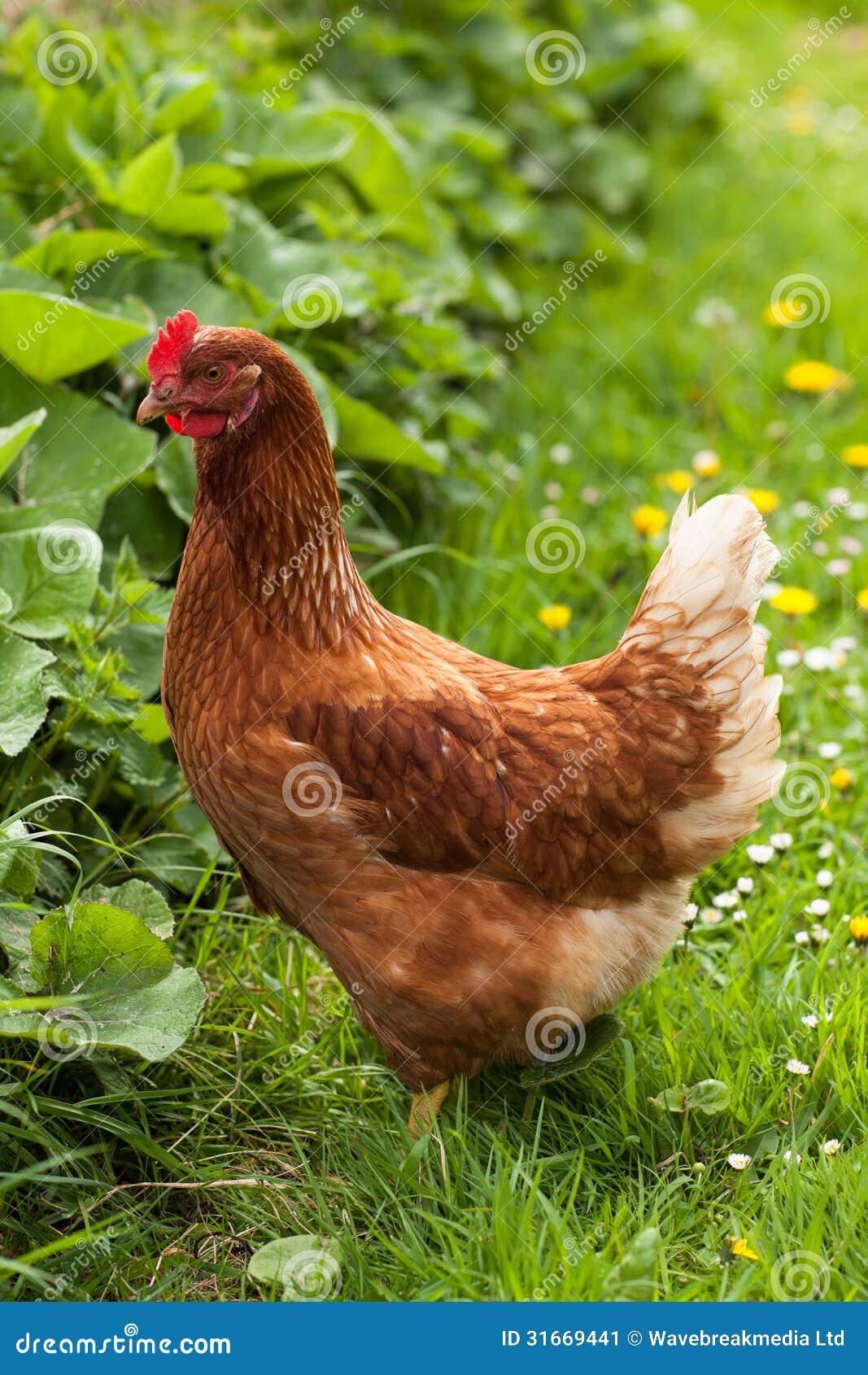 Chicken in the grass stock image. Image of animal, chicken - 31669441