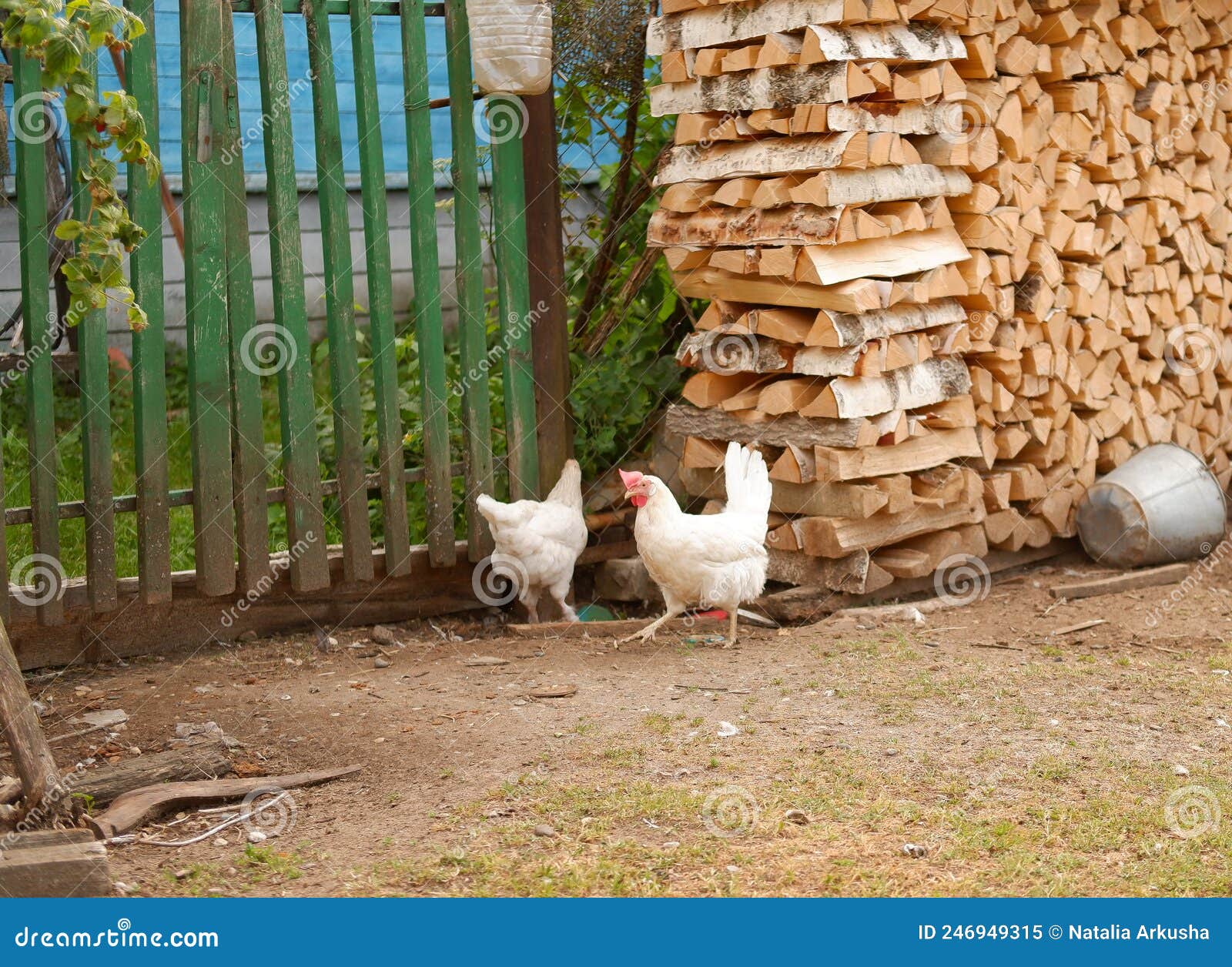 Chicken Grazes on a Farm in the Village Stock Image - Image of feather ...