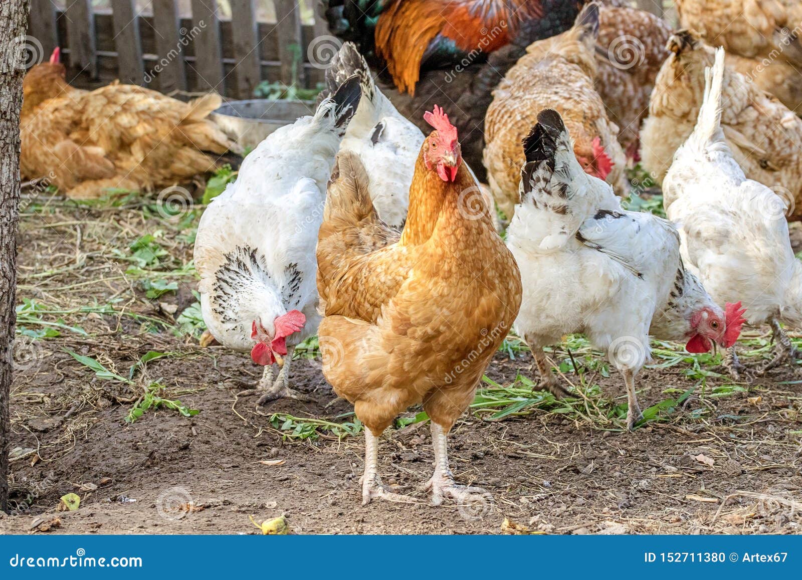 Chicken Grazes in the Farmyard Yard Stock Photo - Image of domestic ...