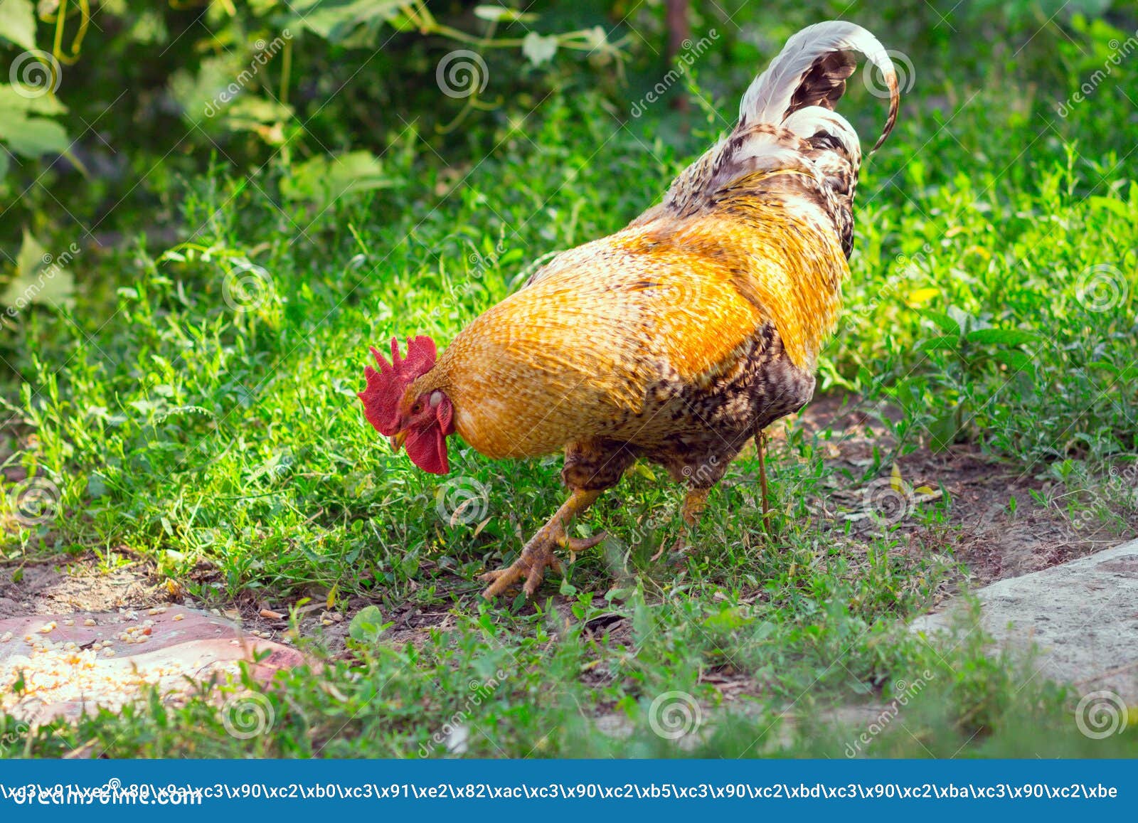 Chicken grazing on grass stock photo. Image of meat, crest - 84895830