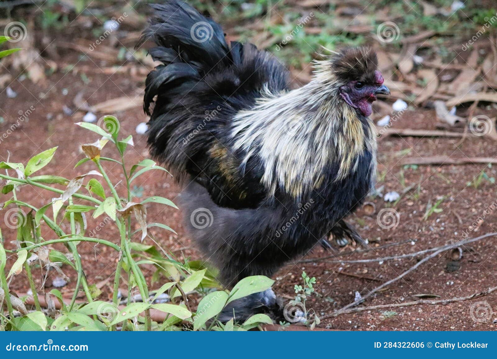 Chicken with Grey Feathers Walking in a Dirt Yard Stock Photo - Image ...