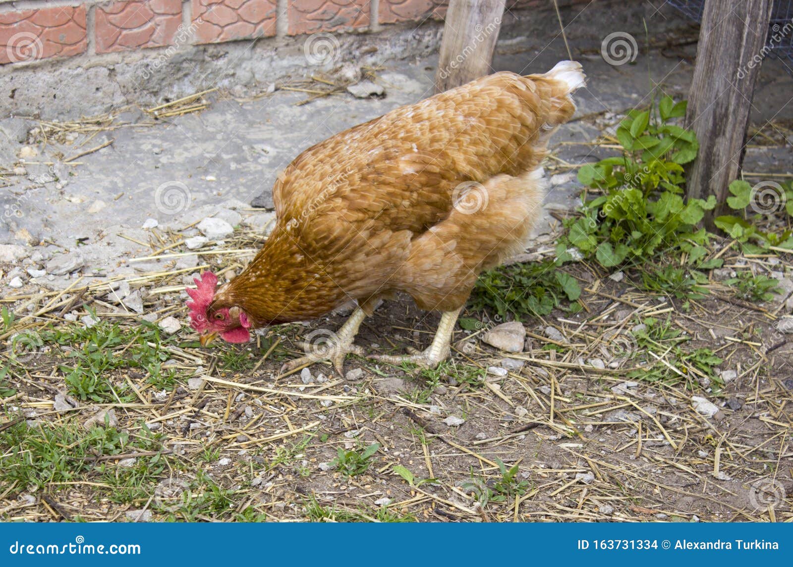 Chicken on the Ground Bent Down and Pecks Stock Photo - Image of bird ...