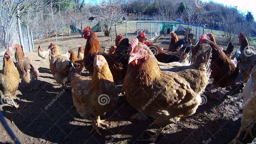 Chicken stock image. Image of watching, living, side - 83254183