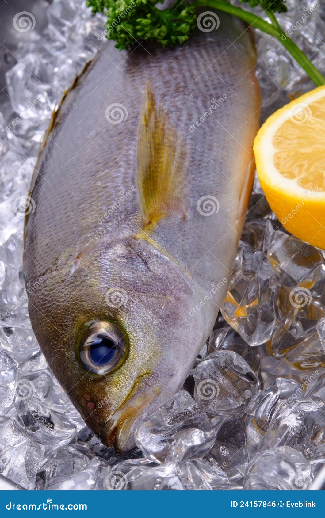 Chicken grunt stock photo. Image of aquatic, heterotherm - 24157846