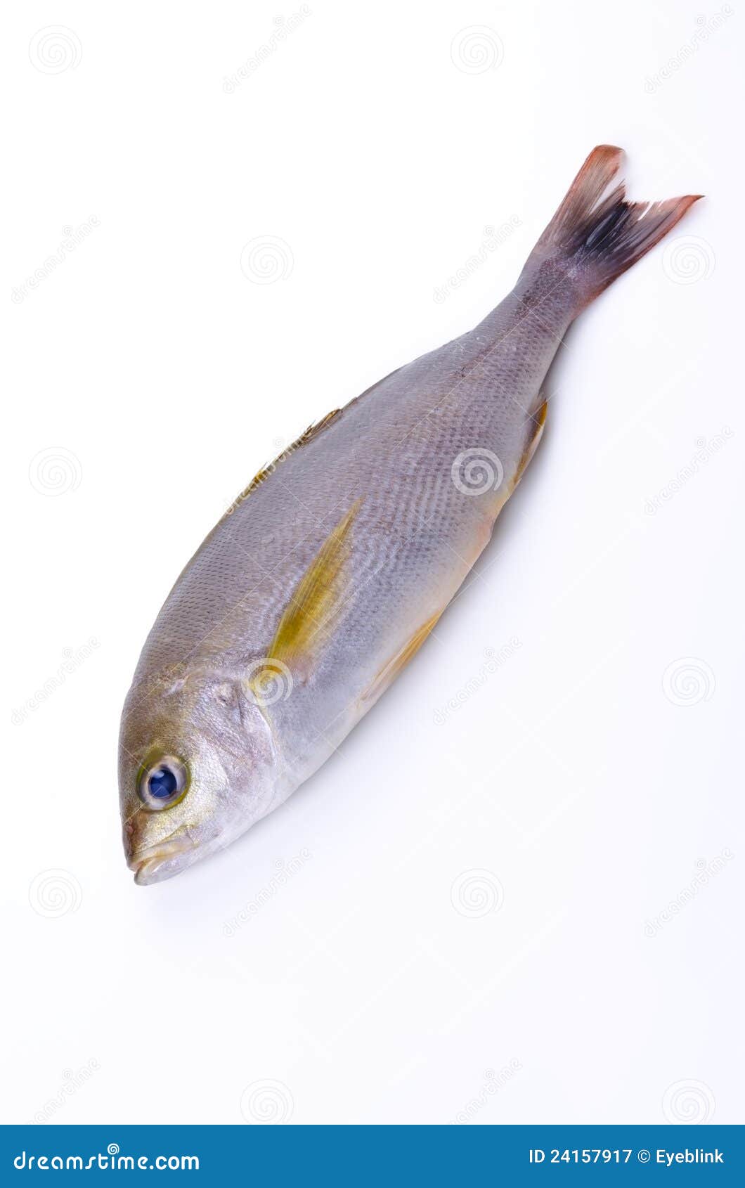 Chicken grunt stock image. Image of squama, scale, prepared - 24157917