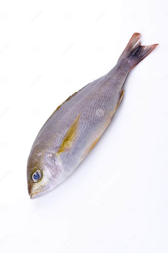 Chicken grunt stock image. Image of squama, scale, prepared - 24157917